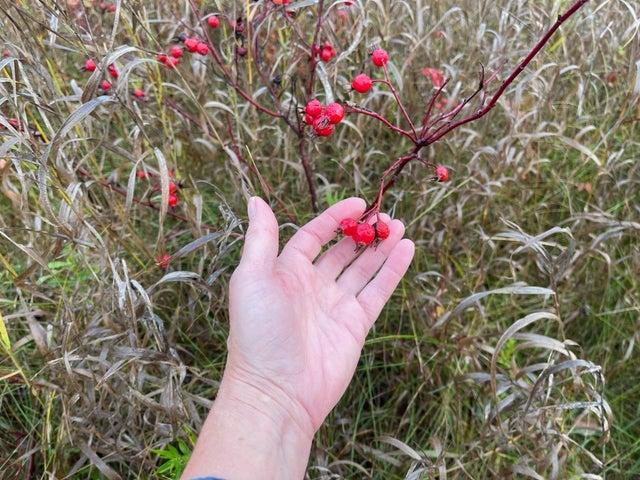 Wild Teas | Foraged North
